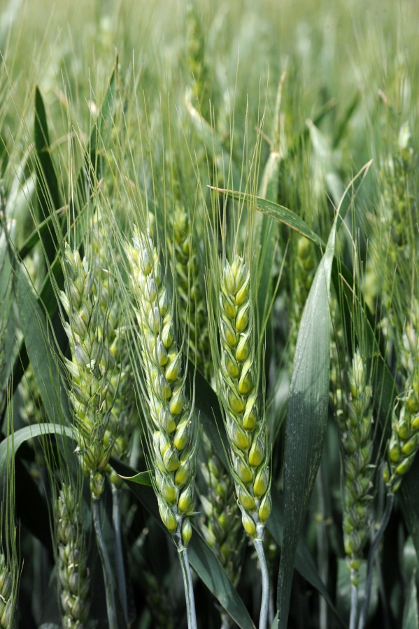 Őszi búza vetőmag : Mv Nádor őszi búza vetőmag (700 kg)