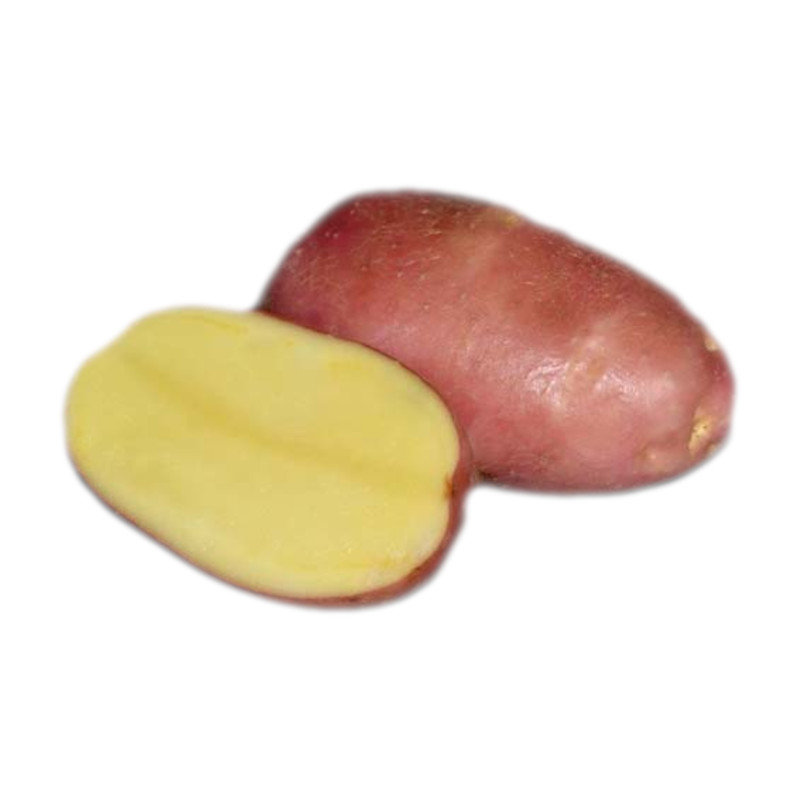 Burgonya : Burgonya vetőgumó Démon (40 szem)